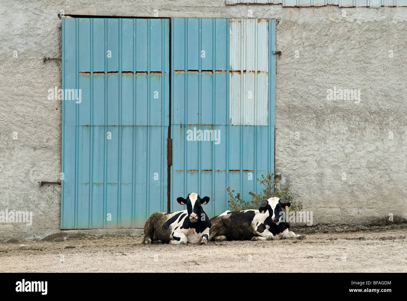 Two lying cows hi-res stock photography and images - Alamy