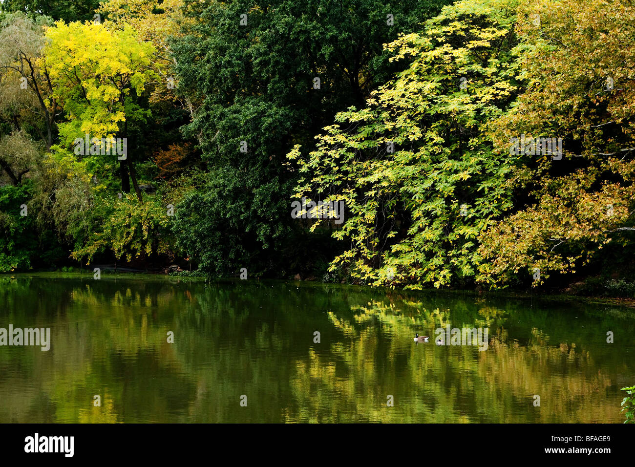 Beautiful fall autumn scenery of colorful green and yellow trees lining ...