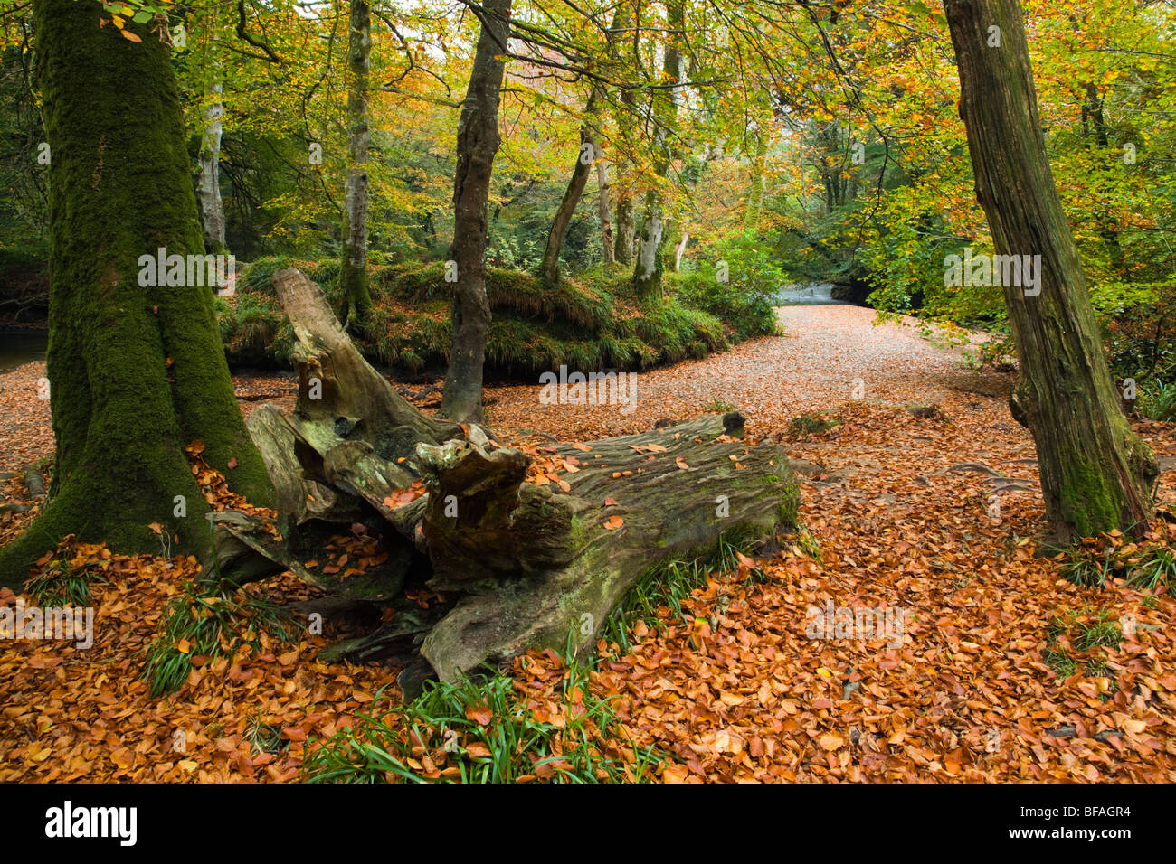 Respryn; woodland and river Fowey; autumn; Cornwall Stock Photo - Alamy