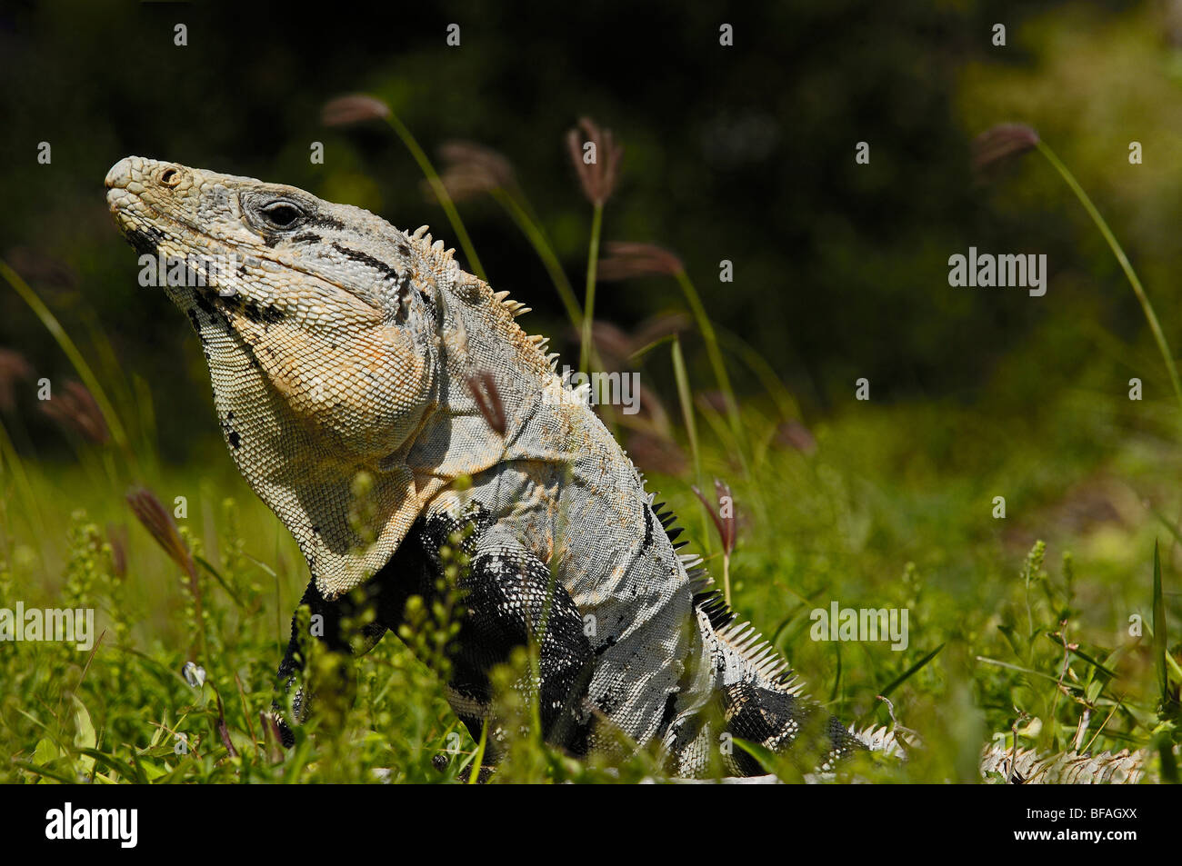 Mexican Spiny-tailed Iguana (Ctenosaura pectinata) at Xcaret. Playa del ...