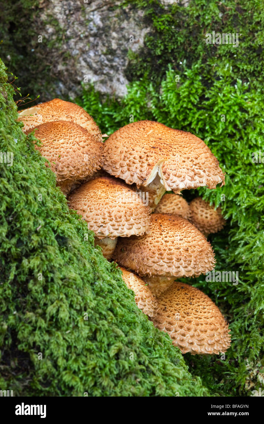 Shaggy Pholiota; Pholiota squarrosa; woodland; Cornwall Stock Photo - Alamy