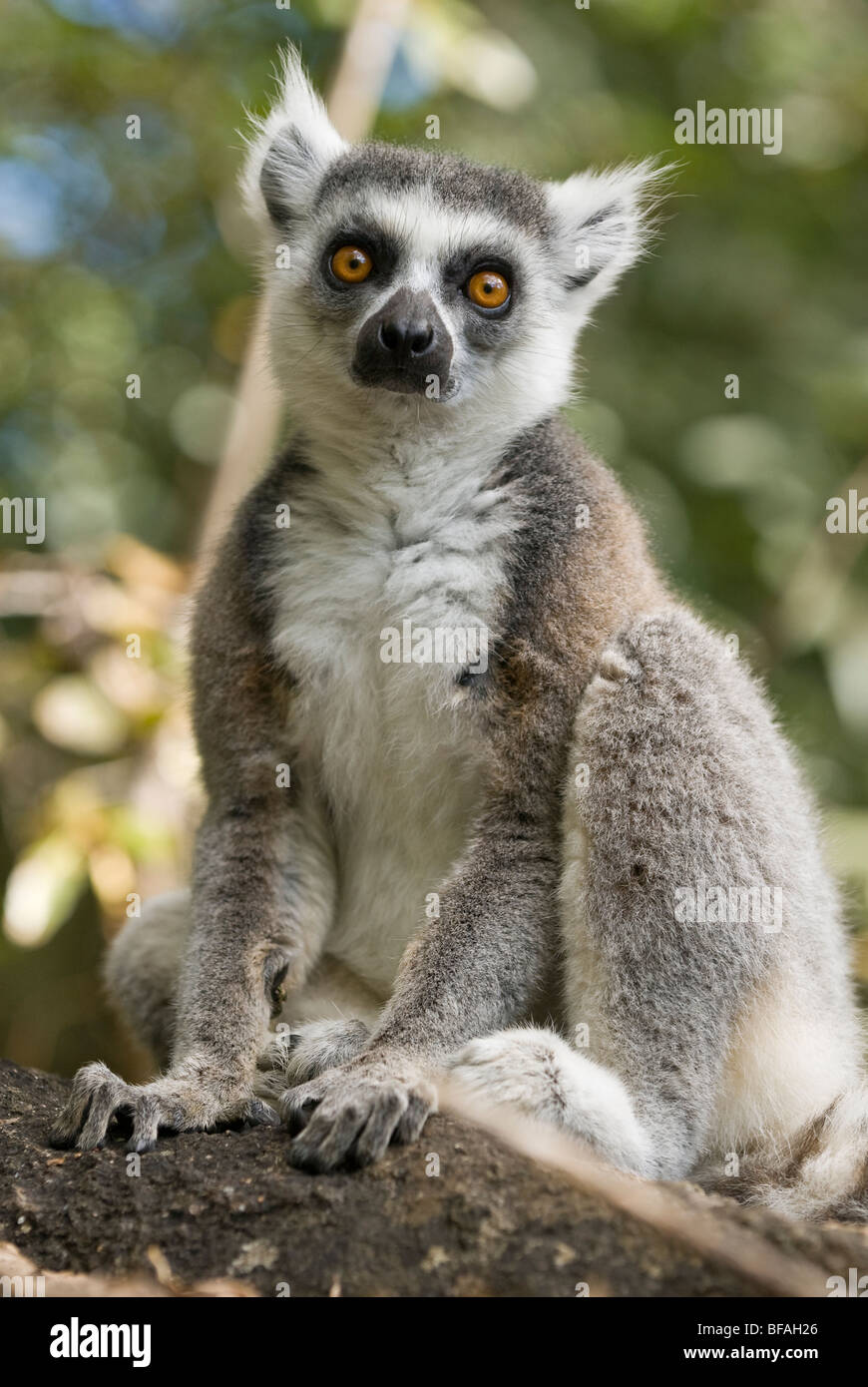 Ring-tailed lemur (lemur catta) seated on branch, Madagascar Stock ...