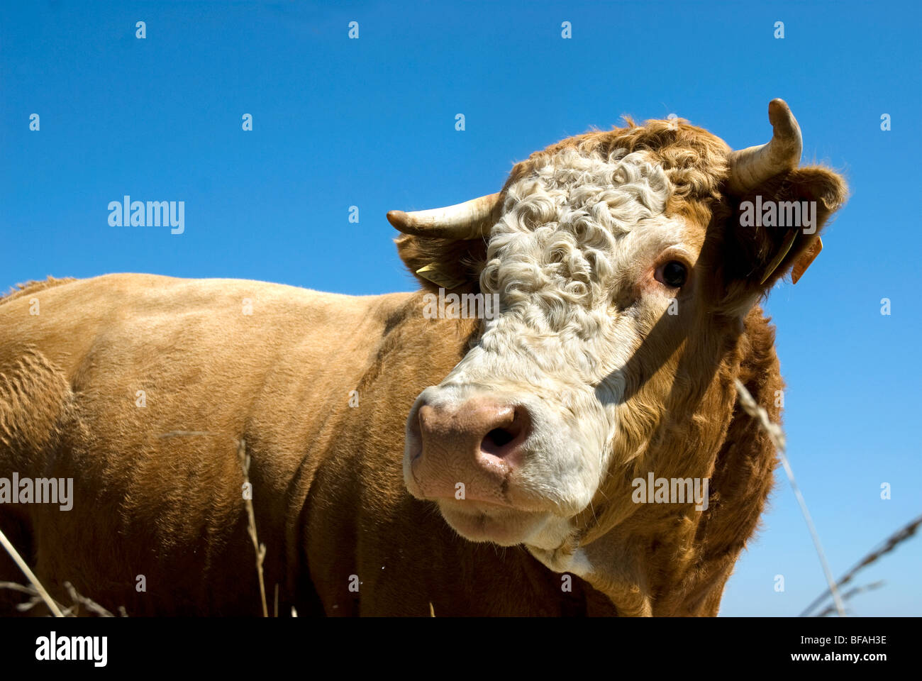 bull looking at camera Stock Photo - Alamy