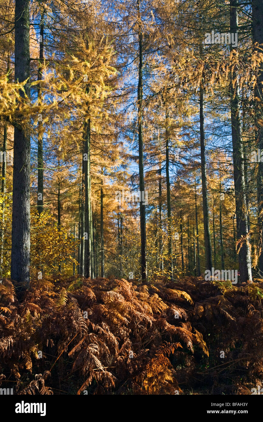 Autumn Larch and ferns at Westonbirt Arboretum Stock Photo - Alamy