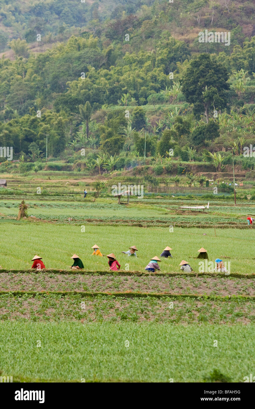 Women farming hi-res stock photography and images - Alamy