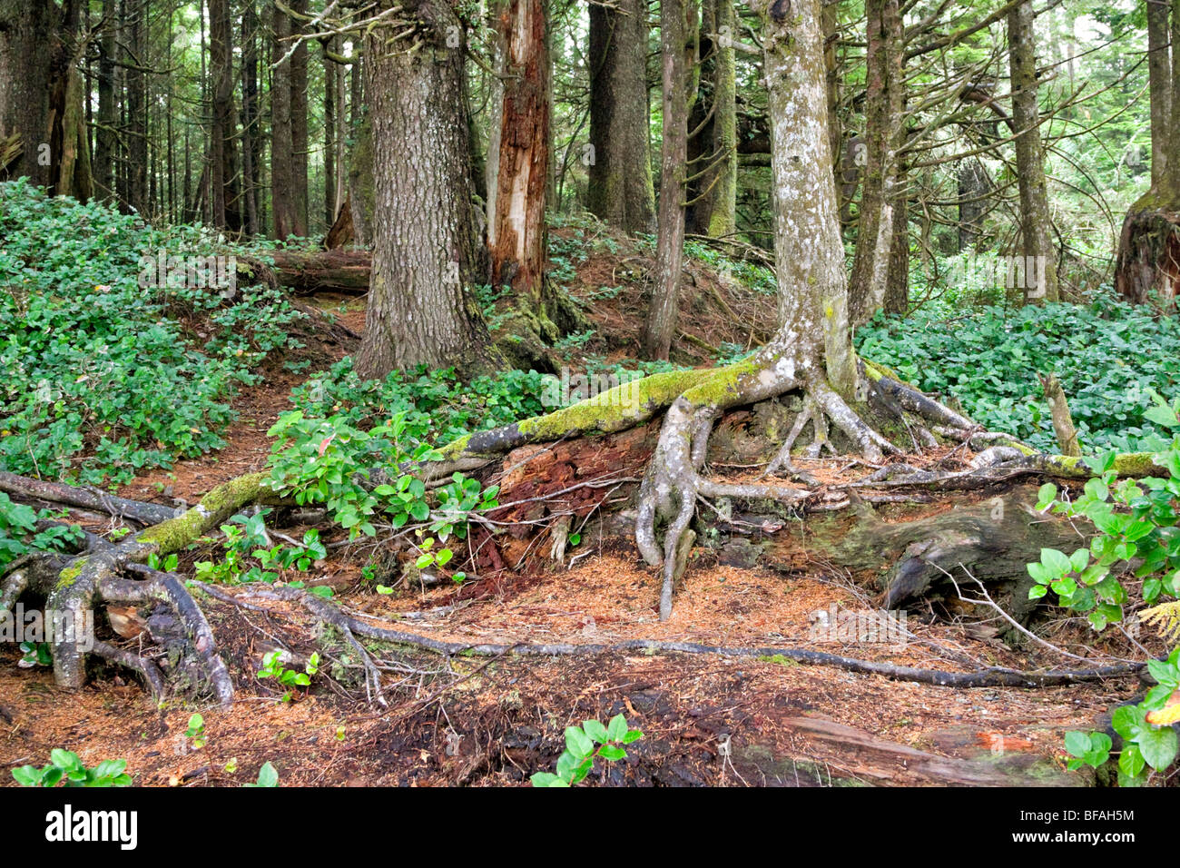 Rainforest, Pacific Rim National Park, Vancouver Island, British ...