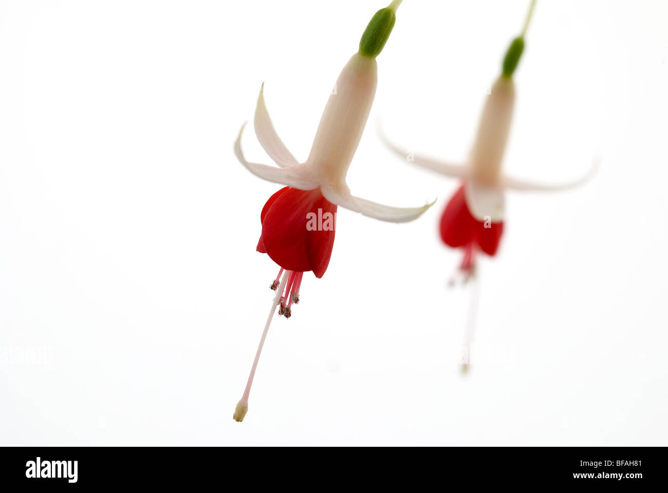 Fuchsia hi-res stock photography and images - Alamy