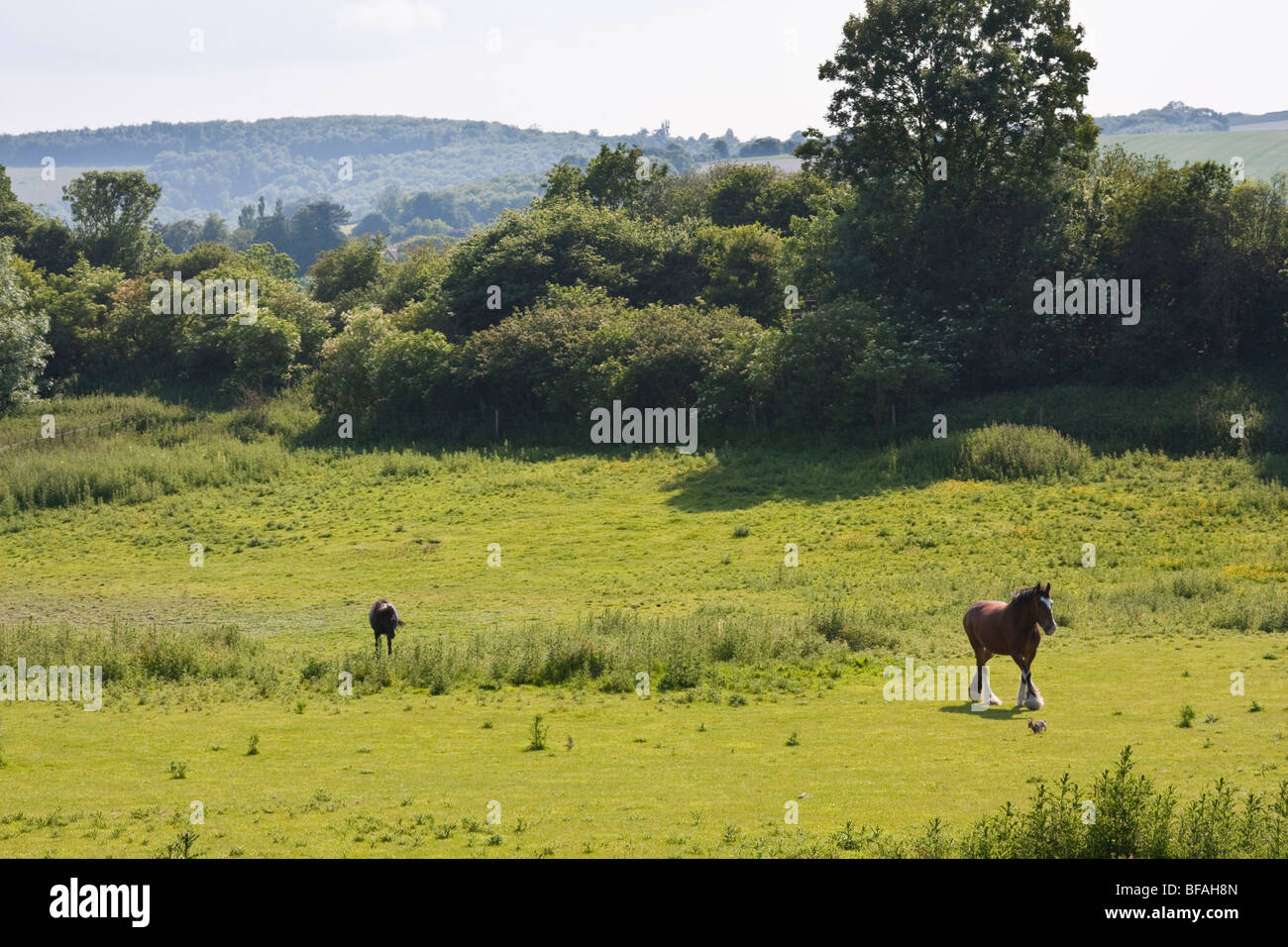 Horse and pony walking through a field Stock Photo - Alamy