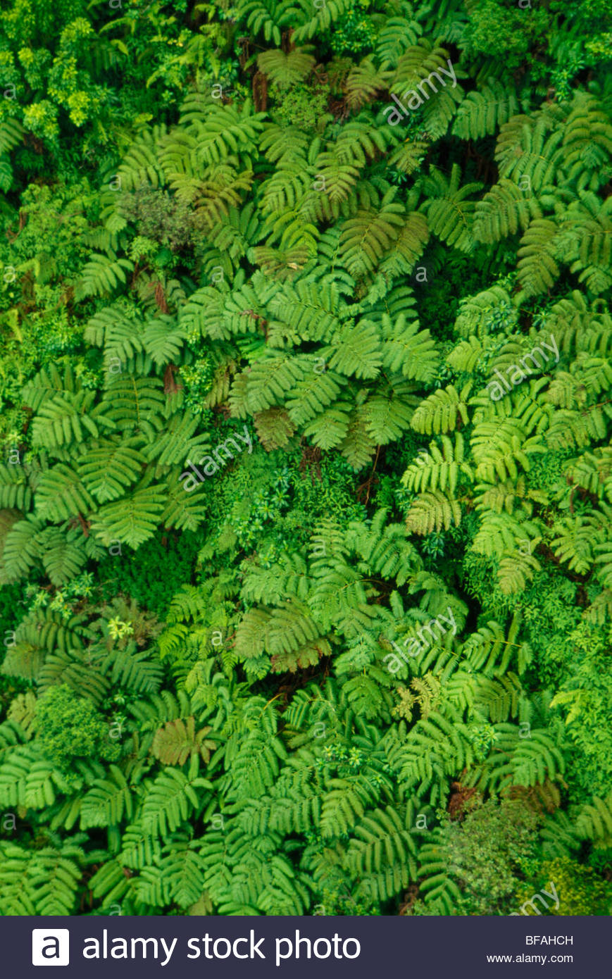 Native Ferns Stock Photos & Native Ferns Stock Images - Alamy