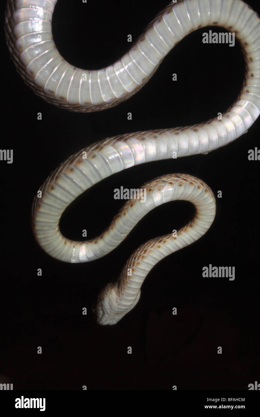 Indian snake hi-res stock photography and images - Alamy