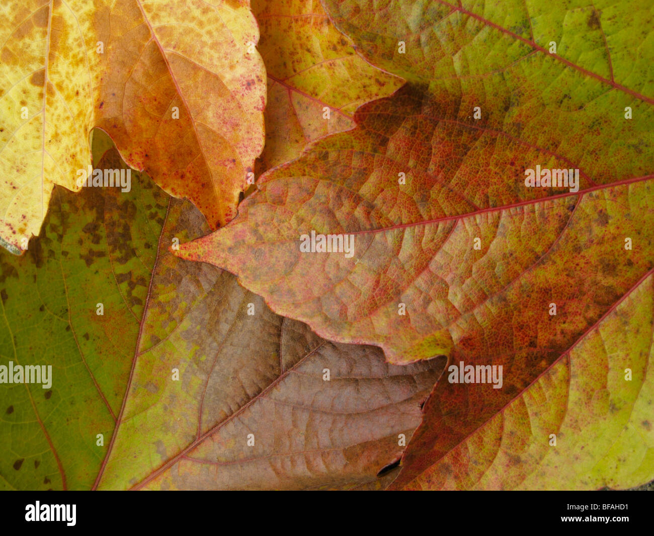 The colour and the shape hi-res stock photography and images - Alamy