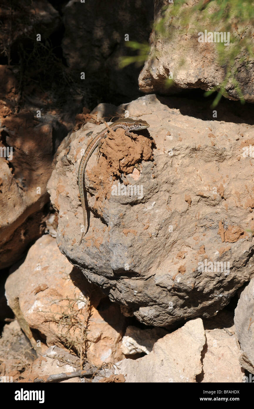 A pair of small indigenous lizards basking in the hot Maltese summer ...