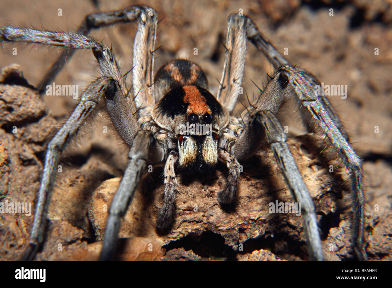 FUNNEL WOLF SPIDER, Lycosa species LYCOSIDAE Stock Photo - Alamy