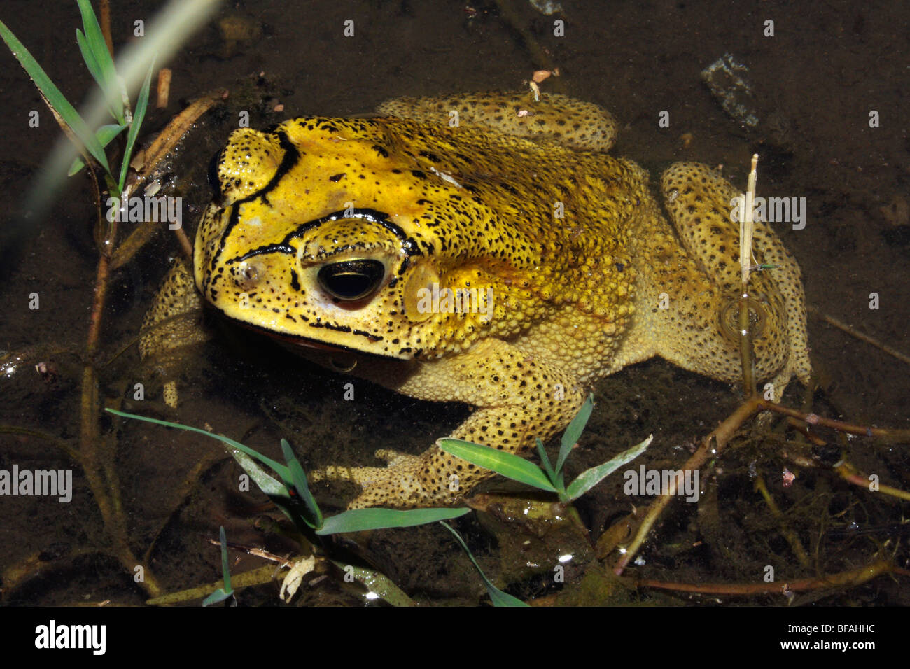 Indian common toad hi-res stock photography and images - Alamy