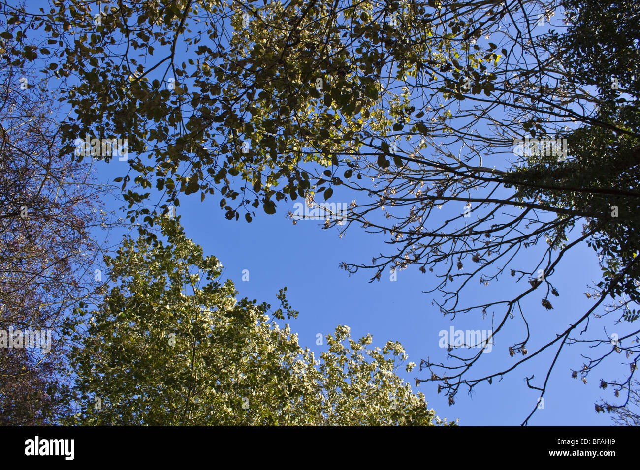A view straight up of trees and sky Stock Photo - Alamy