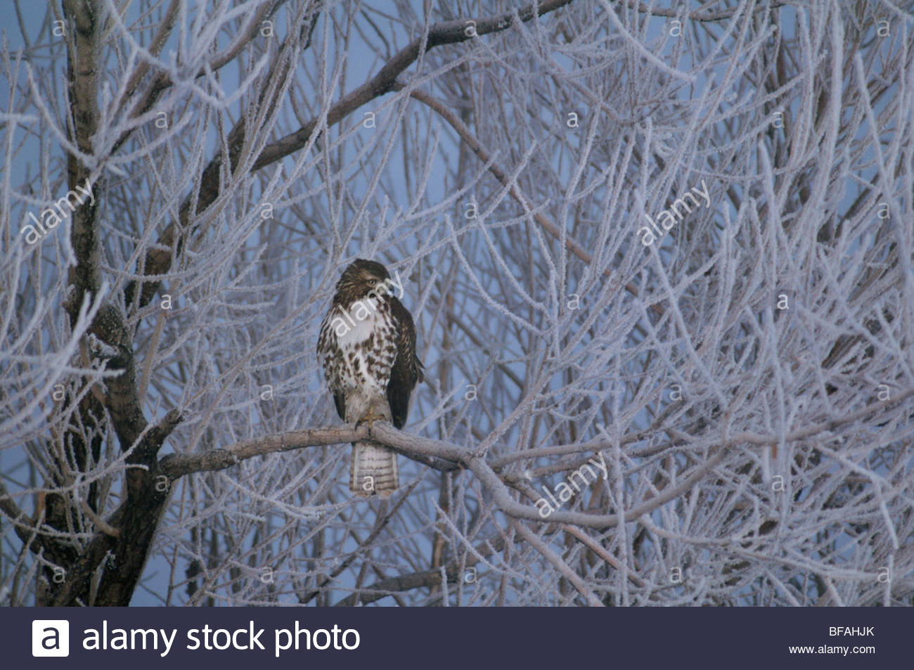 Liquid Frost Stock Photos & Liquid Frost Stock Images - Alamy