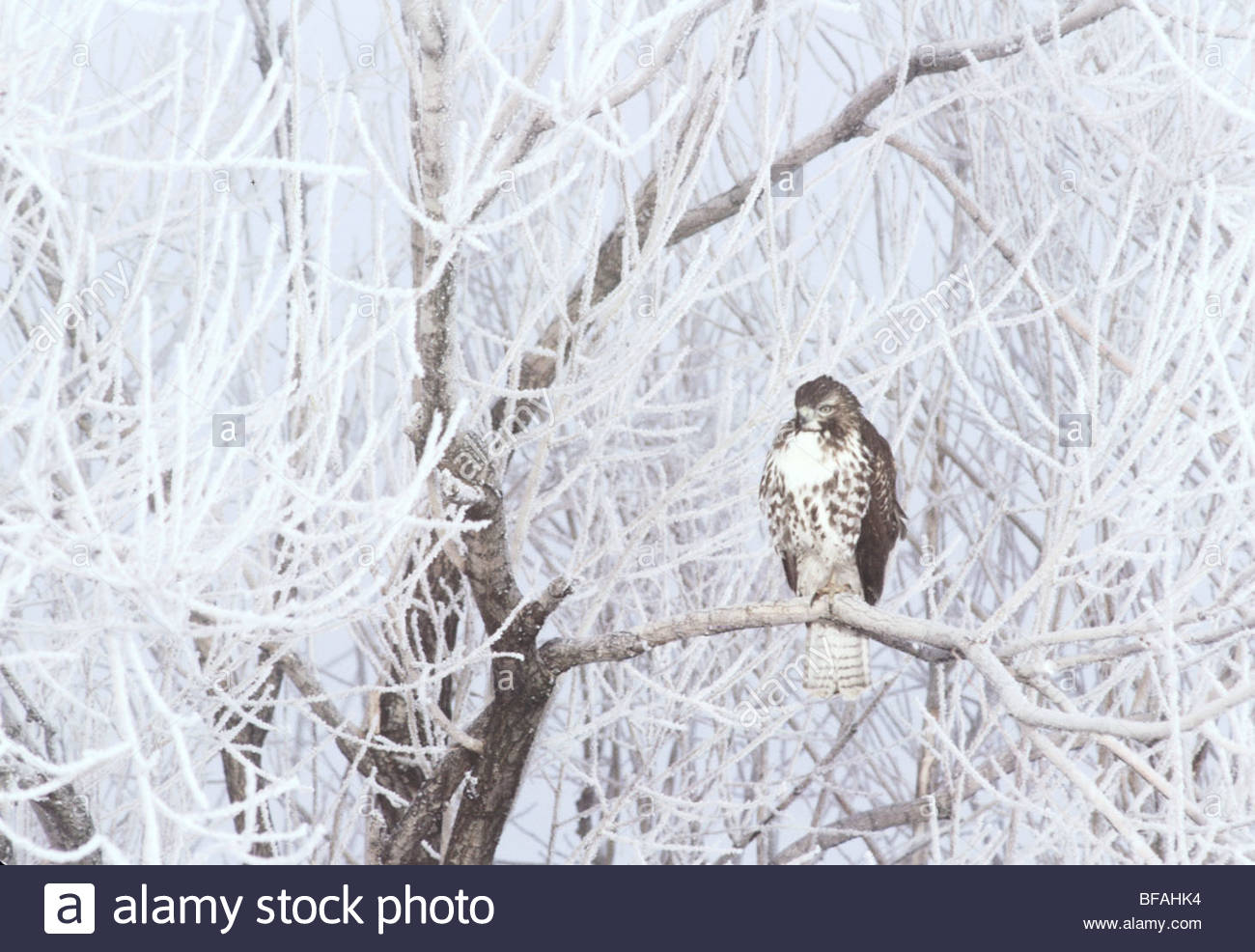Red Tailed Hawks High Resolution Stock Photography and Images - Alamy