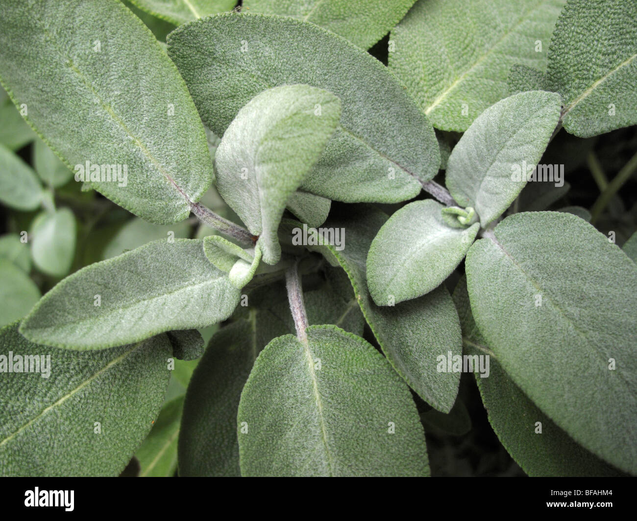 Common sage,(Salvia officinalis Stock Photo - Alamy
