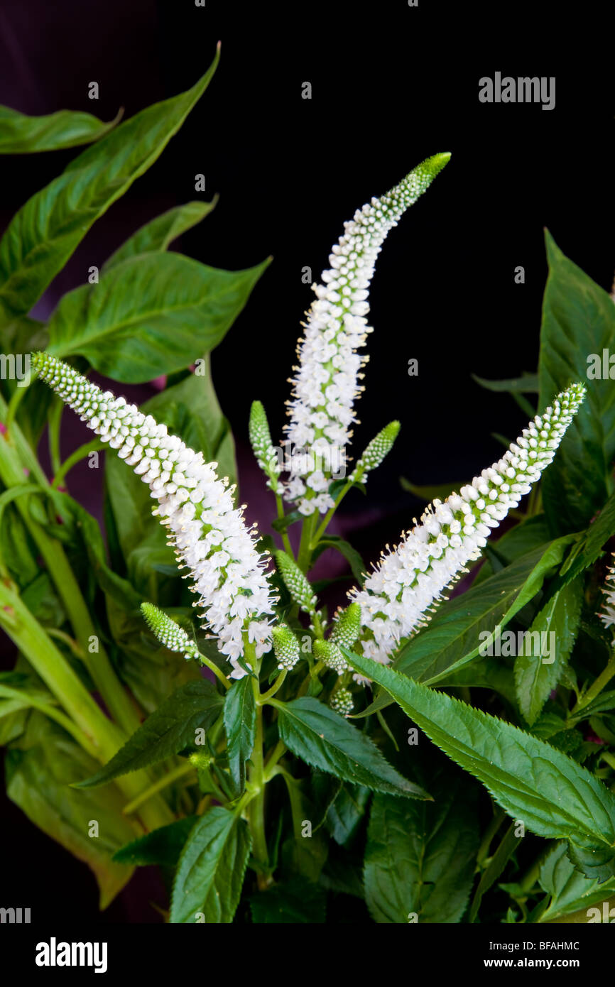 Veronica Caya white Stock Photo - Alamy