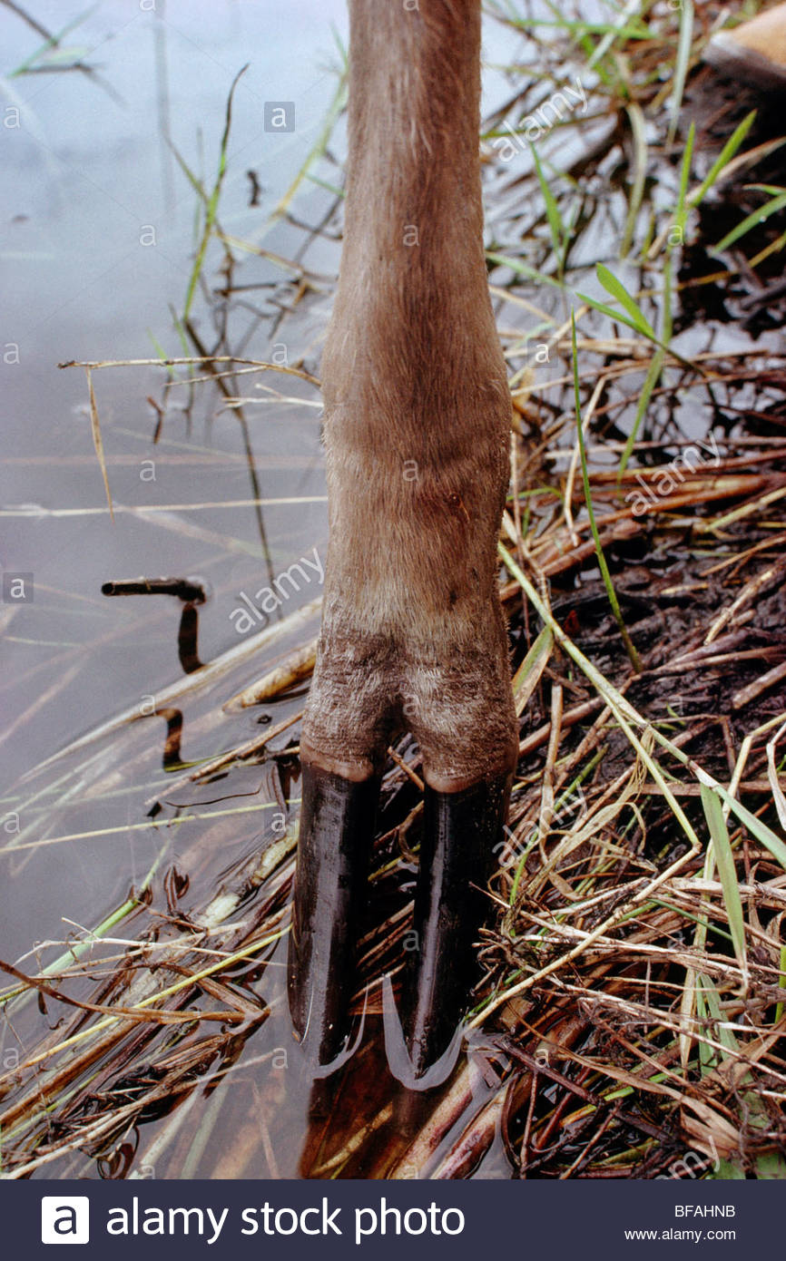 Hooves Stock Photos & Hooves Stock Images - Alamy