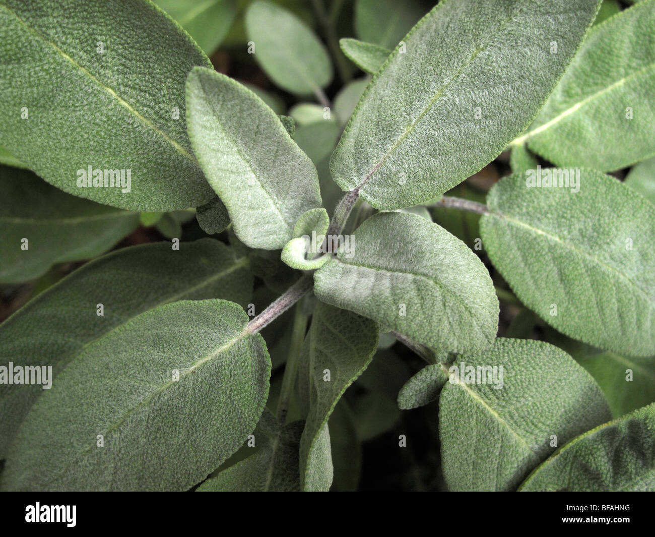 Sage Plant High Resolution Stock Photography and Images - Alamy