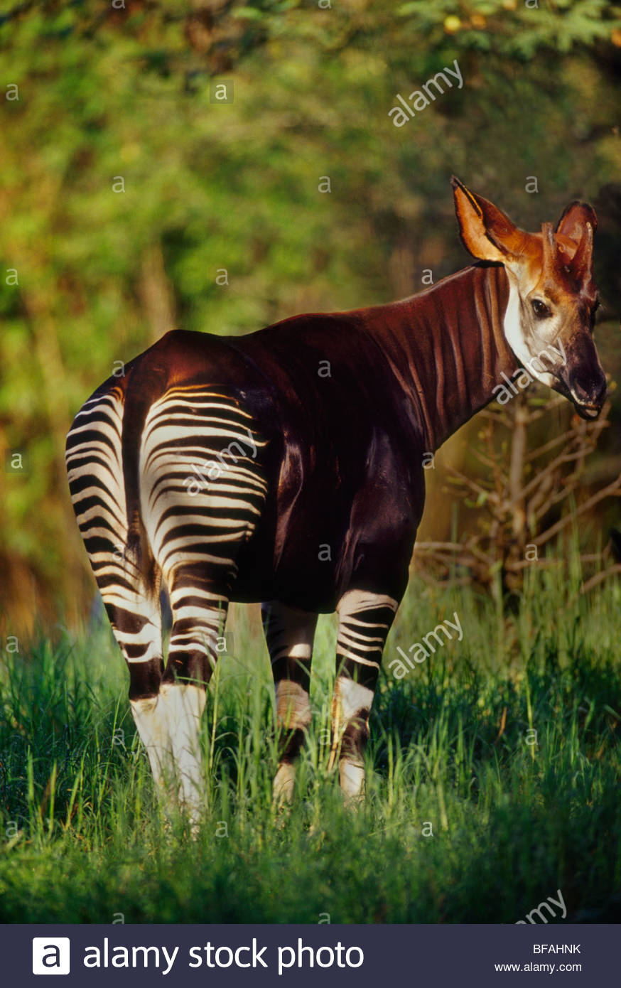 Ungulates Africa Stock Photos & Ungulates Africa Stock Images - Alamy