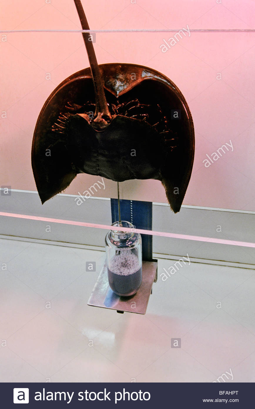 Horseshoe Crab Blood Stock Photos & Horseshoe Crab Blood Stock Images ...