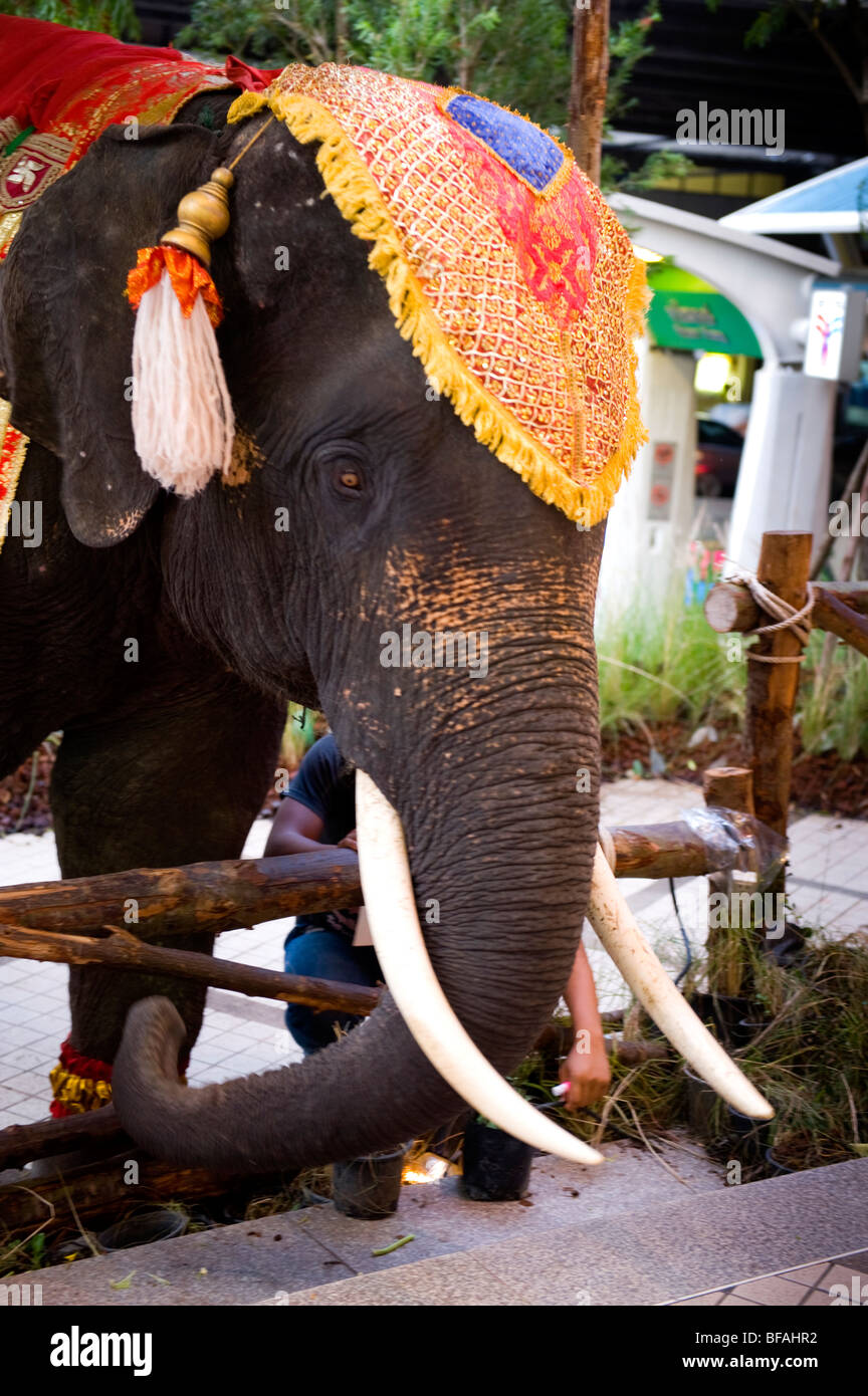 Decorated elephant and thai hi-res stock photography and images - Alamy