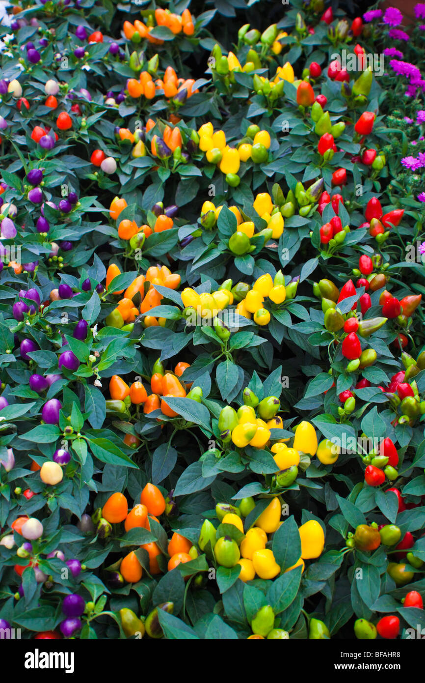 Capsicum four colours Stock Photo - Alamy