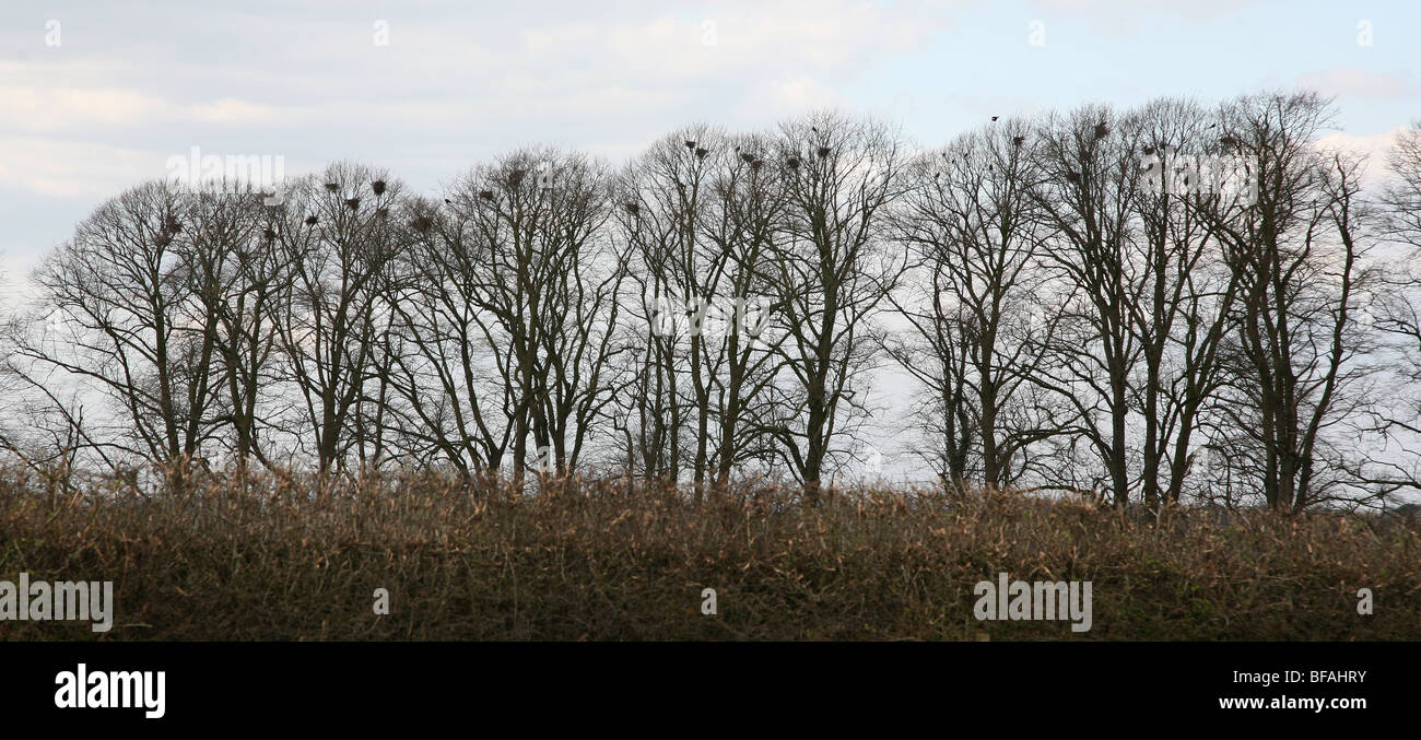A Rookery with nests and rooks in winter trees Stock Photo - Alamy