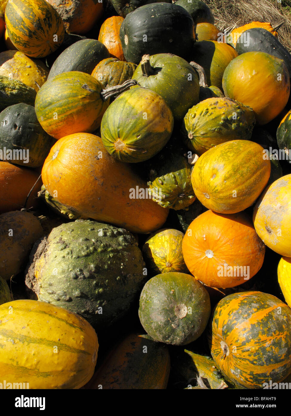 ornamental pumpkin (Cucurbita pepo convar. microcarpina Stock Photo - Alamy