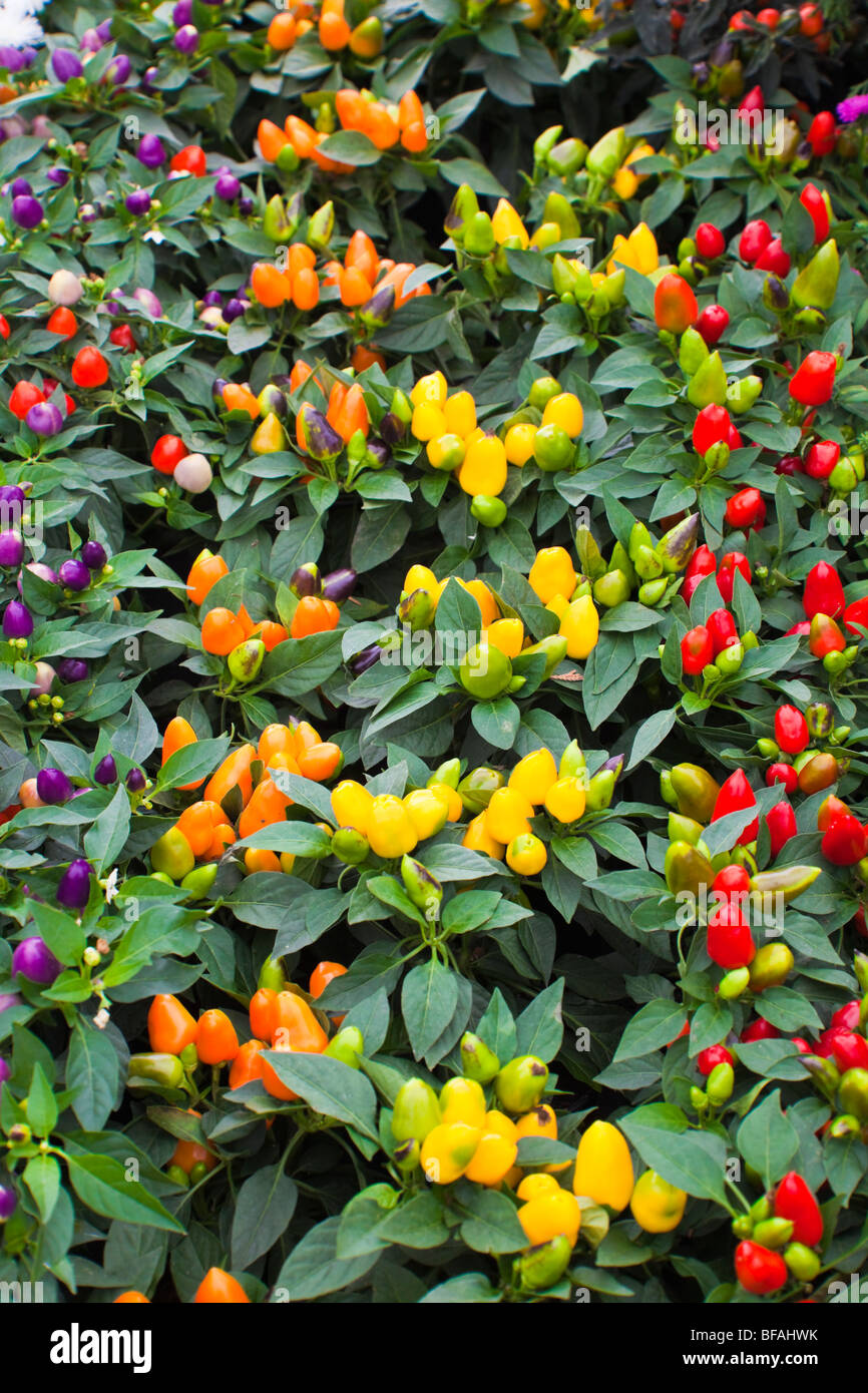 Capsicum four colours Stock Photo - Alamy