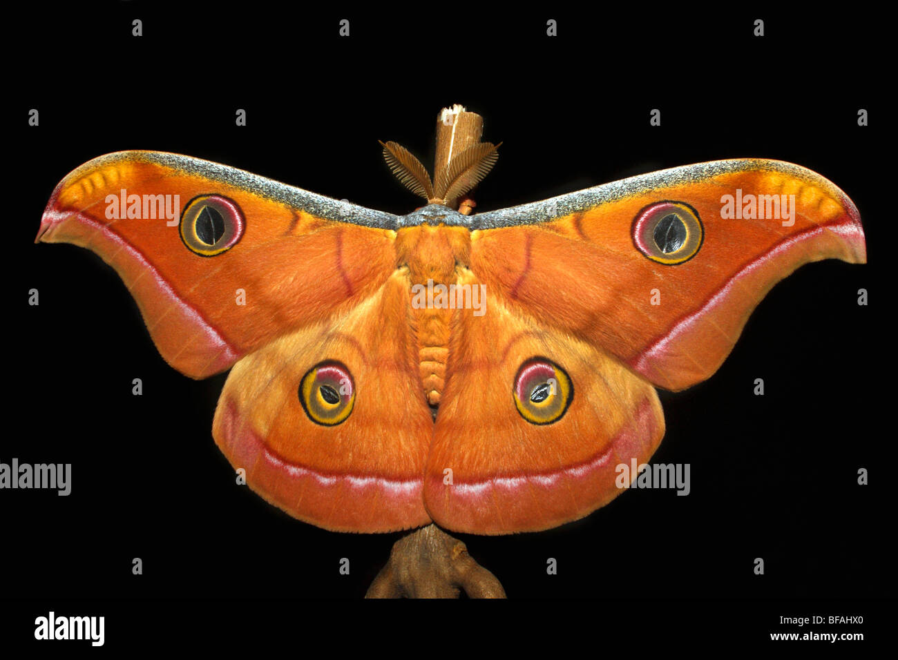 Indian tasar silkmoth, Antheraea mylitta, India Stock Photo - Alamy