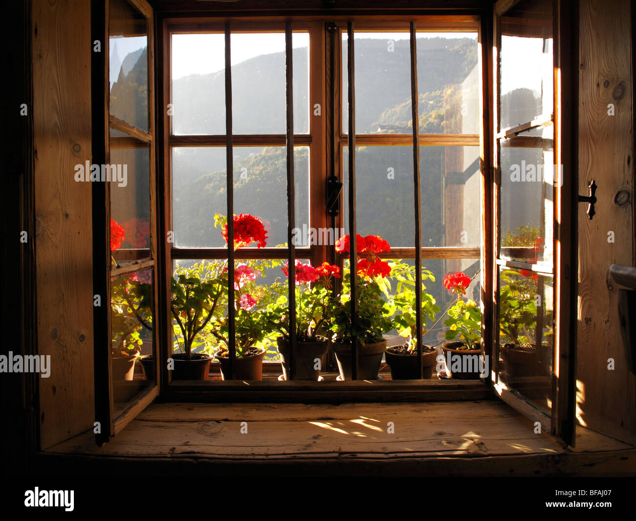 Closeup view of flower through window Stock Photo - Alamy