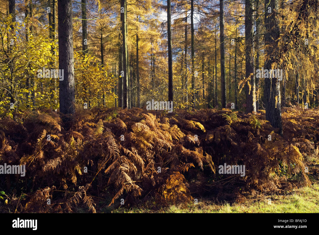Golden ferns hi-res stock photography and images - Alamy