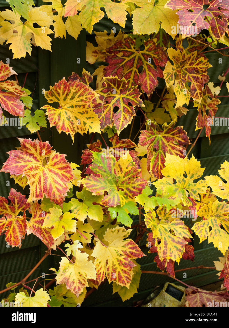 Vine leaves hi-res stock photography and images - Alamy
