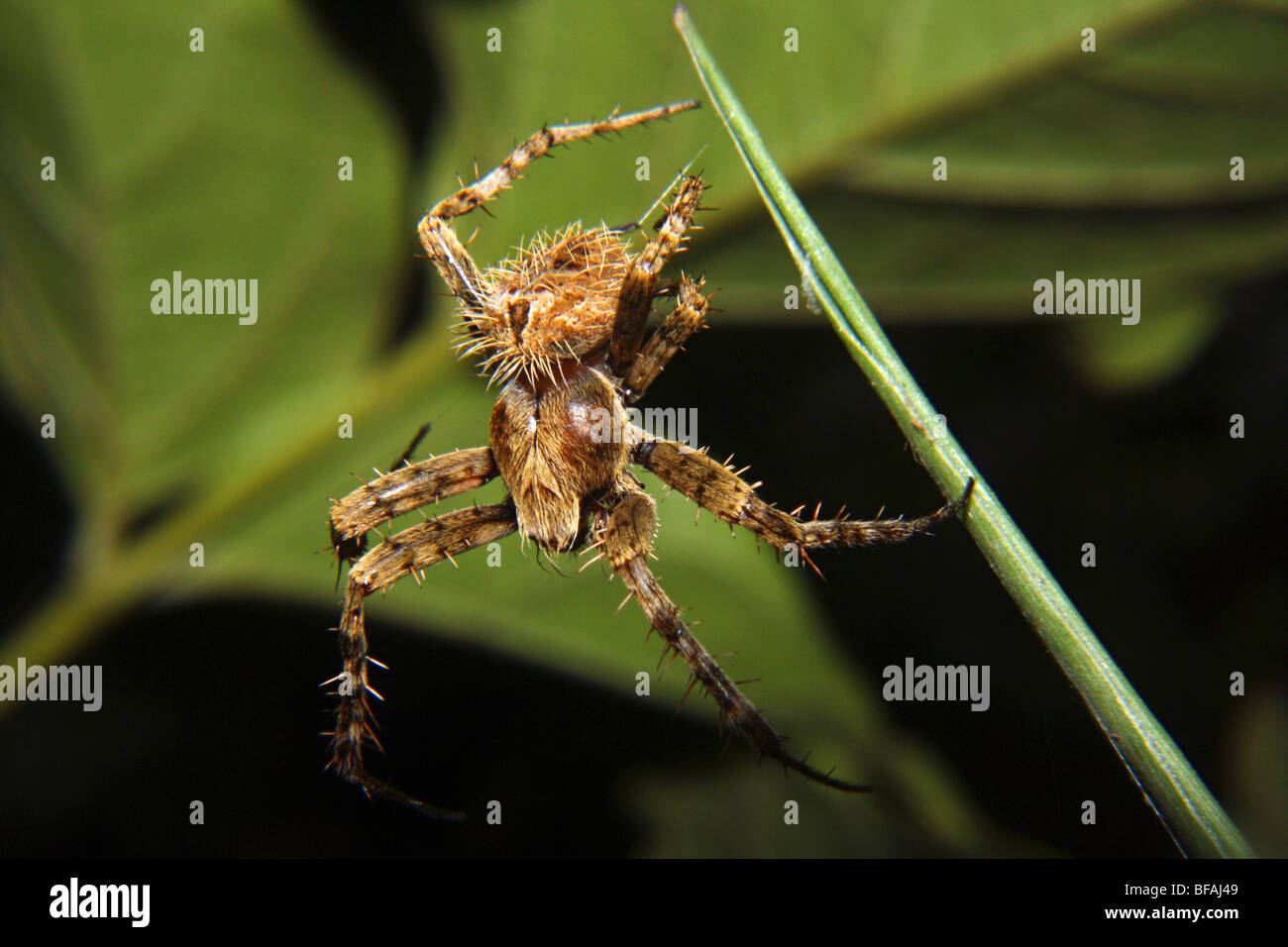 Agile insects hi-res stock photography and images - Alamy