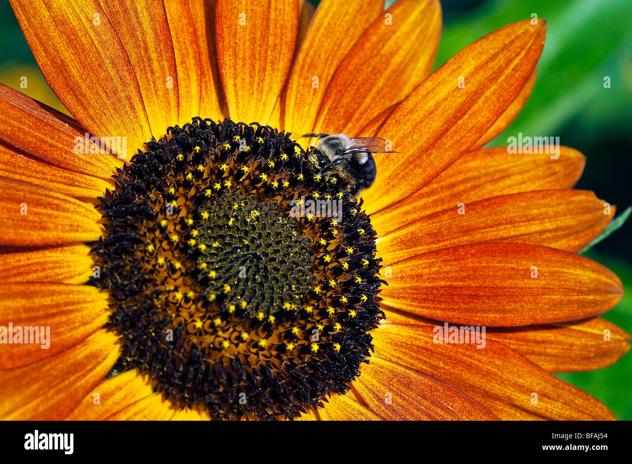 Bees and sunflower hi-res stock photography and images - Alamy