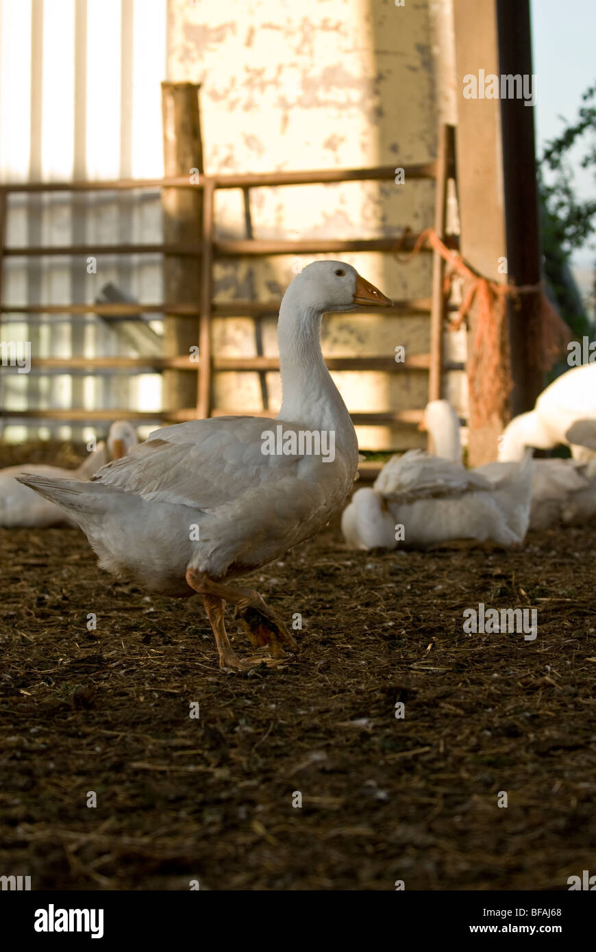 Goose gate hi-res stock photography and images - Alamy