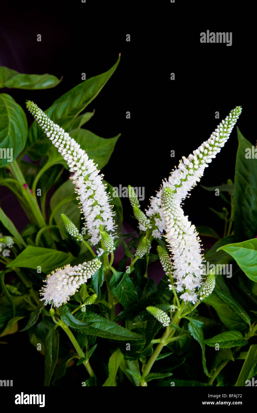 Caya hi-res stock photography and images - Alamy