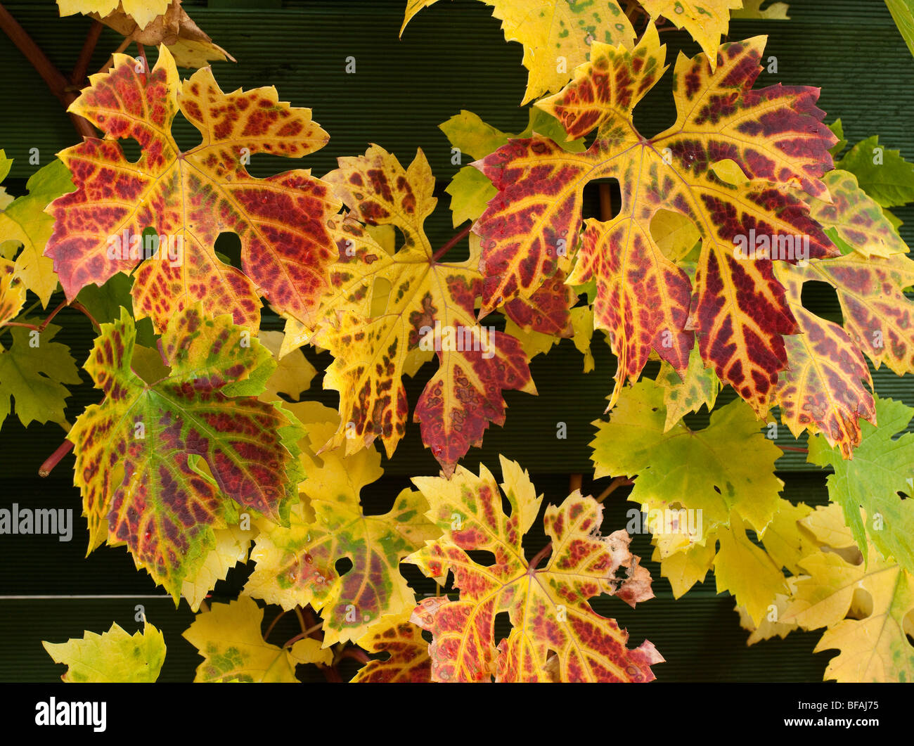 AUTUMN VINE LEAVES Stock Photo - Alamy