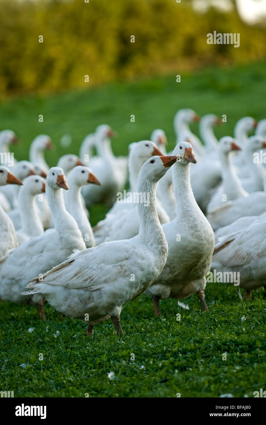 Goose Embden Domestic Geese High Resolution Stock Photography and ...