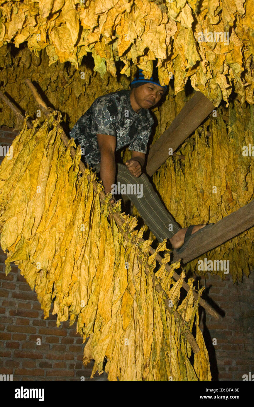 Tobacco Drying Kiln in Nusa Tenggara on Lombok Island in Indonesia ...