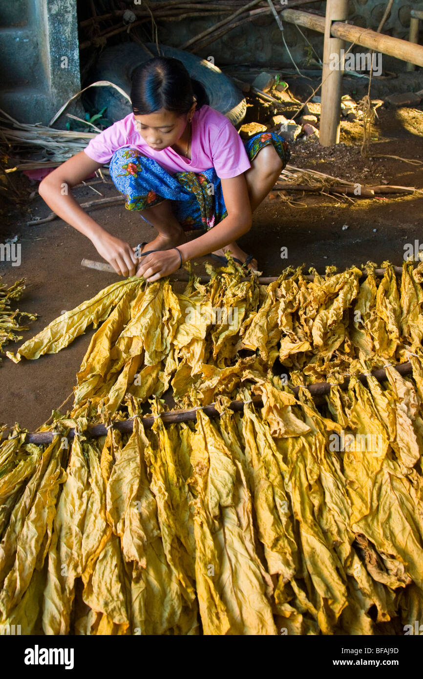 Tobacco Drying Kiln in Nusa Tenggara on Lombok Island in Indonesia ...