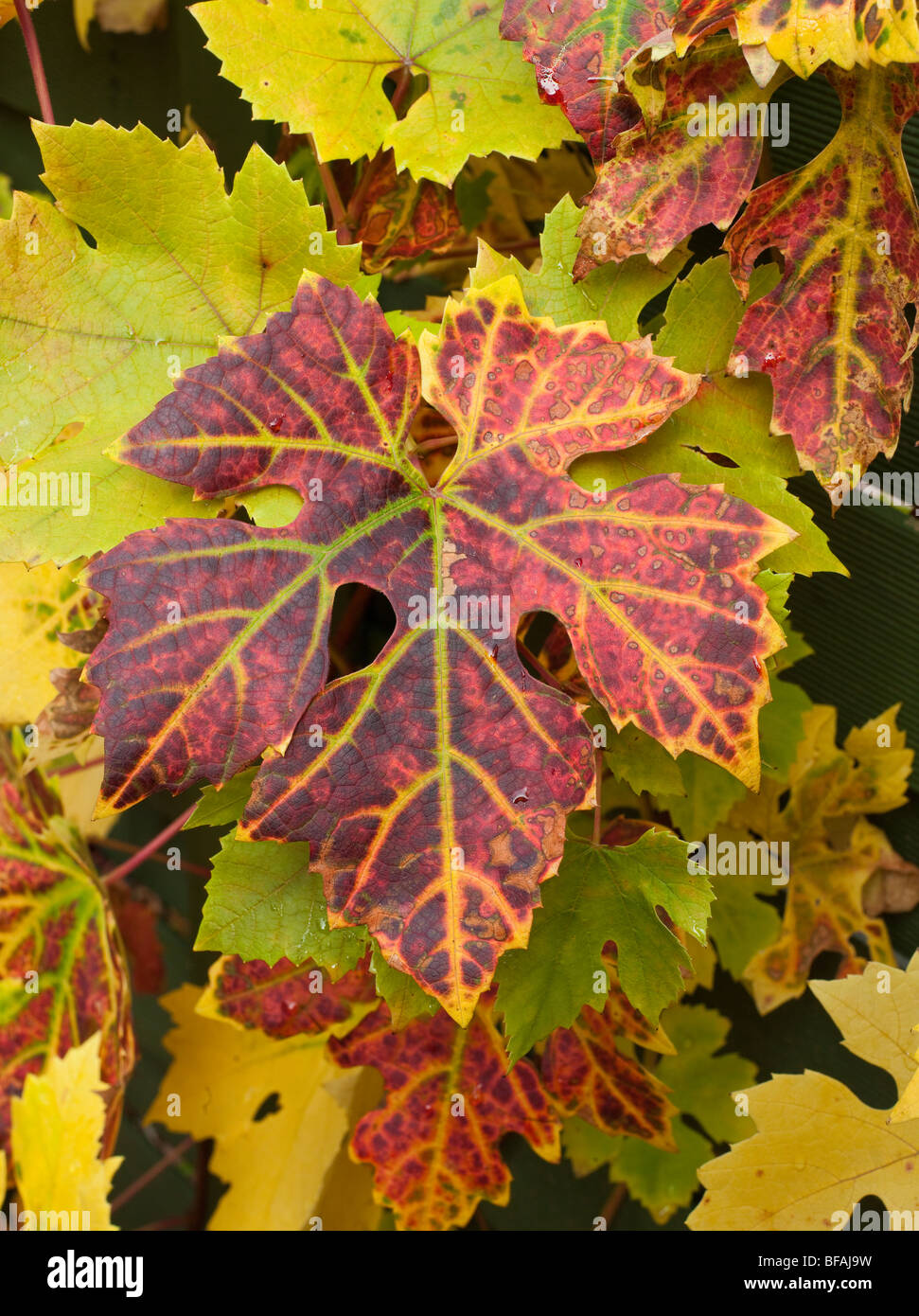 AUTUMN VINE LEAVES Stock Photo - Alamy