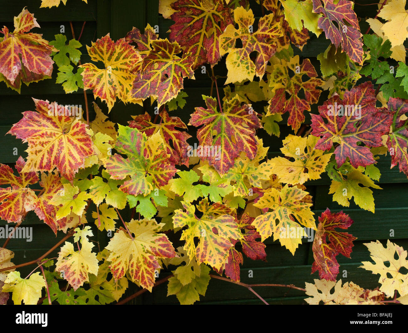 AUTUMN VINE LEAVES Stock Photo - Alamy