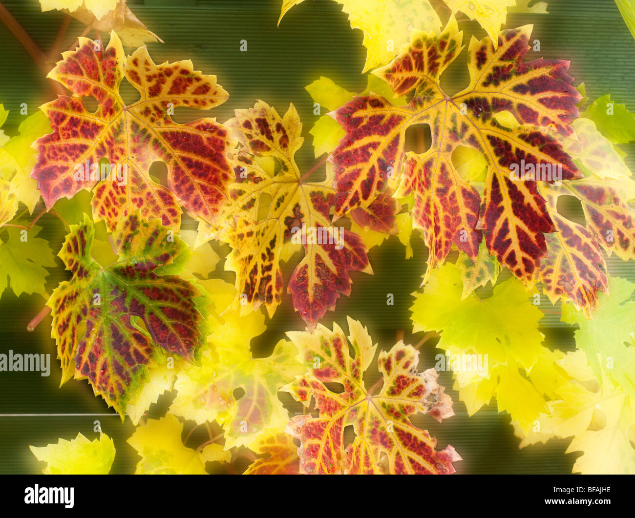 Vine leaves in autumn with sunlight behind Stock Photo - Alamy