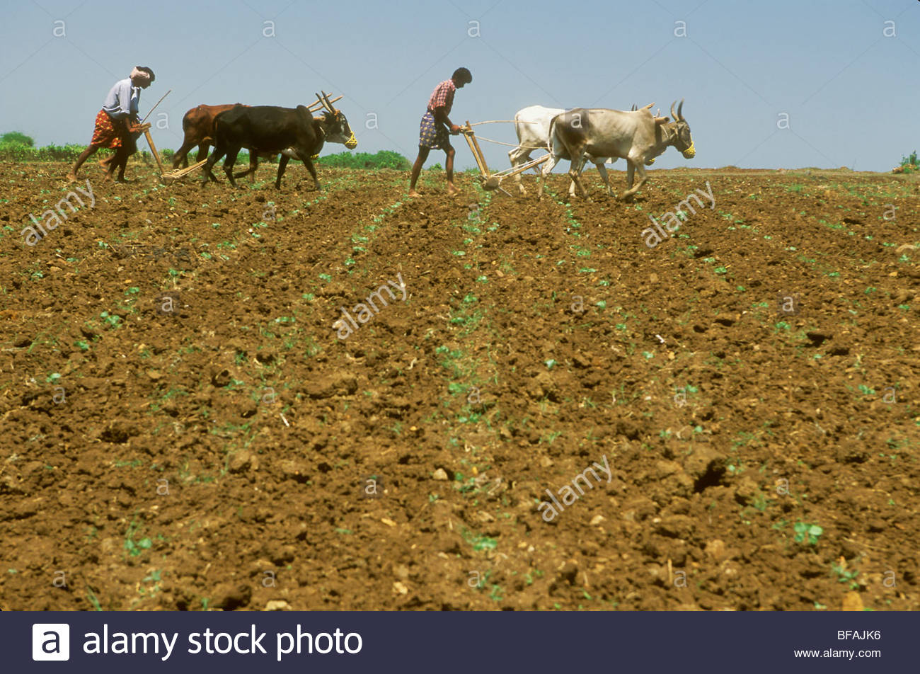 Ploughing With Cows Stock Photos & Ploughing With Cows Stock Images - Alamy