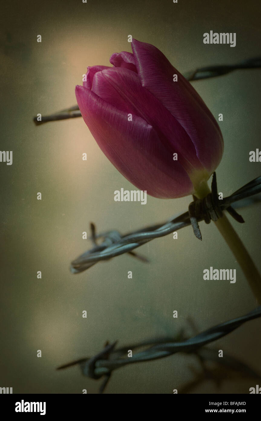Purple tulip wrapped with barbed wire Stock Photo - Alamy
