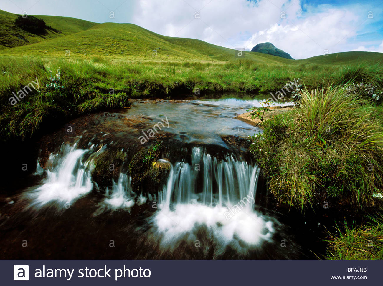 Stream In Alpine Grassland Stock Photos & Stream In Alpine Grassland ...